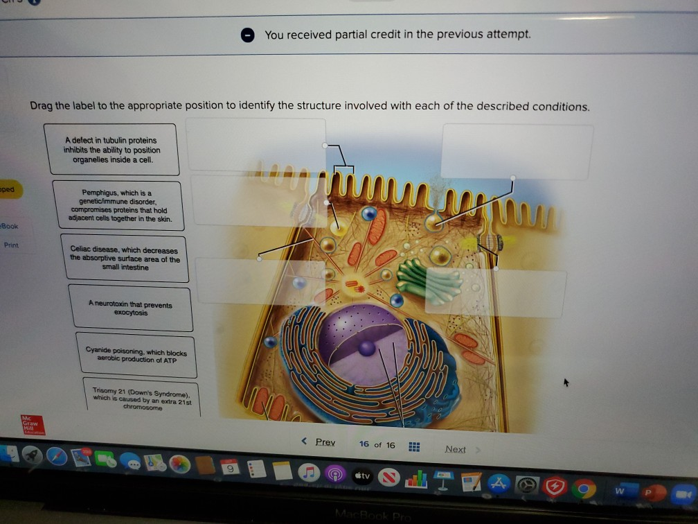 A defect in tubulin proteins inhibits the ability to | Chegg.com