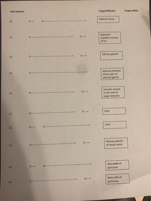 Solved Additional activity (first step) - ANS pathways Name: | Chegg.com