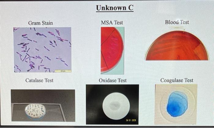 Solved Unknown C Gram Stain MSA Test Blood Test Catalase | Chegg.com