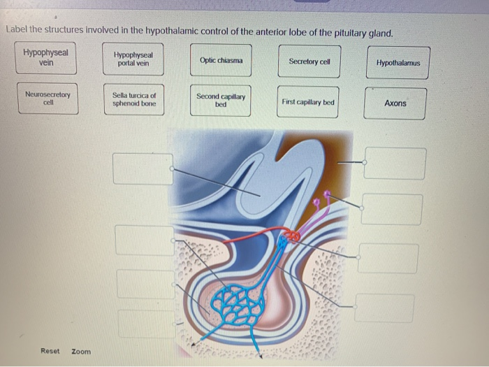 Solved Label the structures involved in the hypothalamic | Chegg.com