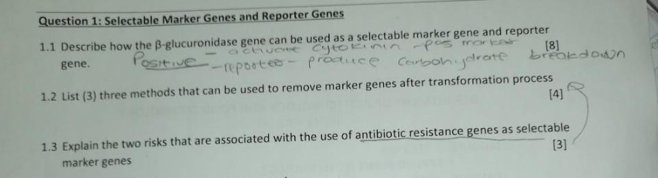 Solved 1 1 Describe How The β Glucuronidase Gene Can Be Used