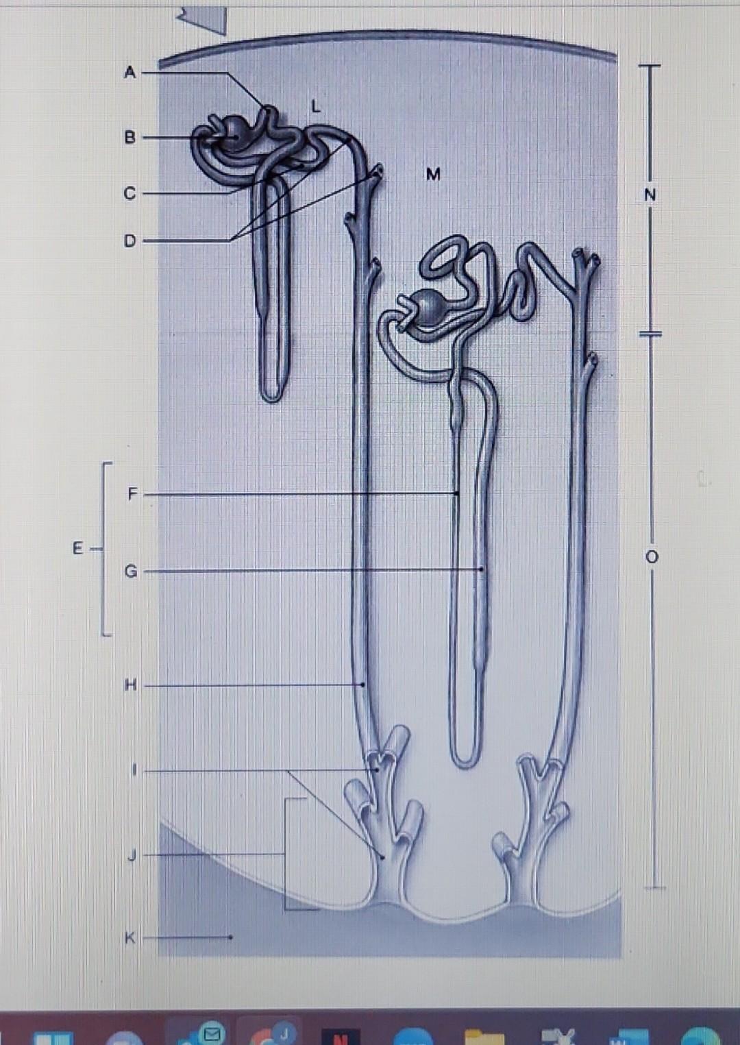 Solved Using the figure above, identify the labeled part. | Chegg.com
