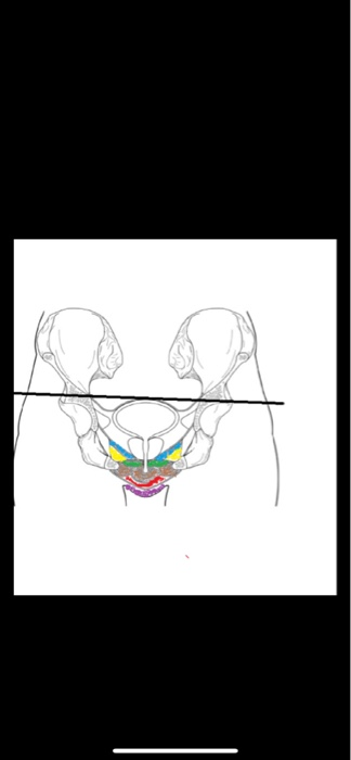 Solved can you label all muscles,glands,tubular structures, | Chegg.com