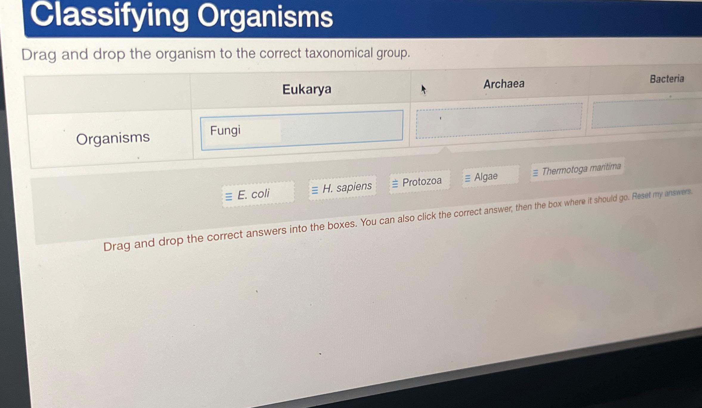 Solved Classifying OrganismsDrag and drop the organism to | Chegg.com