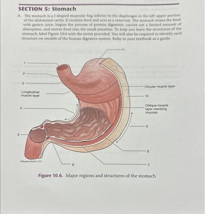 Solved SECTION 5: Stomach A. The stomach is a J-shaped | Chegg.com