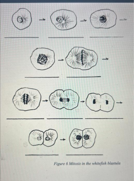 Solved → Figure 6 Mitosis in the whitefish blastula | Chegg.com