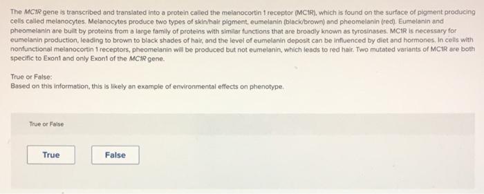 Solved The MCIR gene is transcribed and translated into a | Chegg.com
