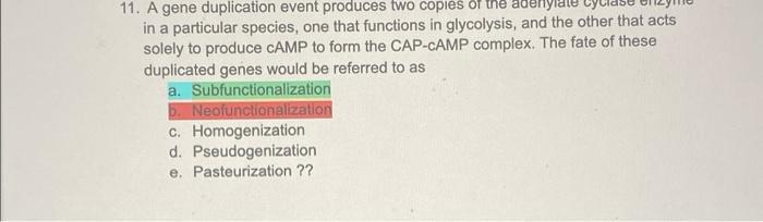 Solved 11. A gene duplication event produces two copies of | Chegg.com