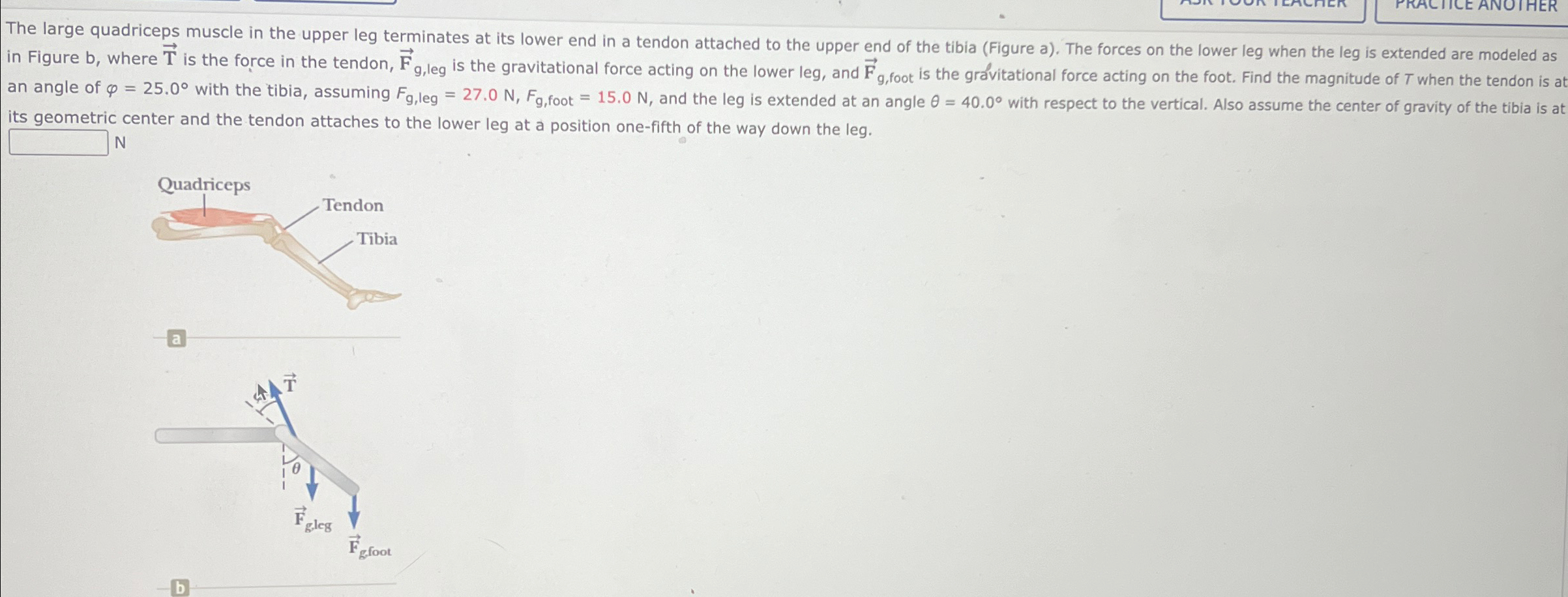 Solved The large quadriceps muscle in the upper leg | Chegg.com
