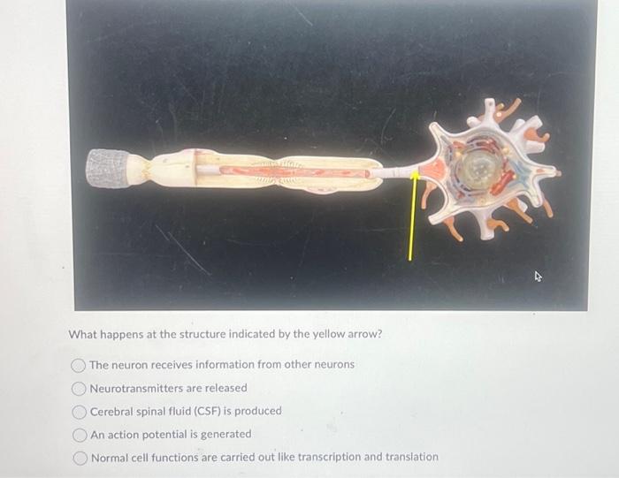 Solved What happens at the structure indicated by the yellow | Chegg.com