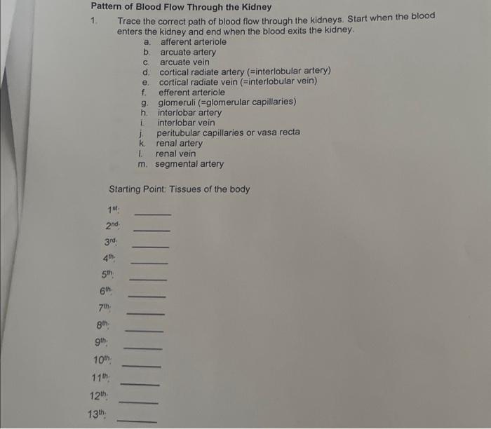 Solved Pattern of Blood Flow Through the Kidney 1. Trace the | Chegg.com