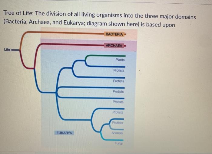 Solved Tree of Life: The division of all living organisms | Chegg.com