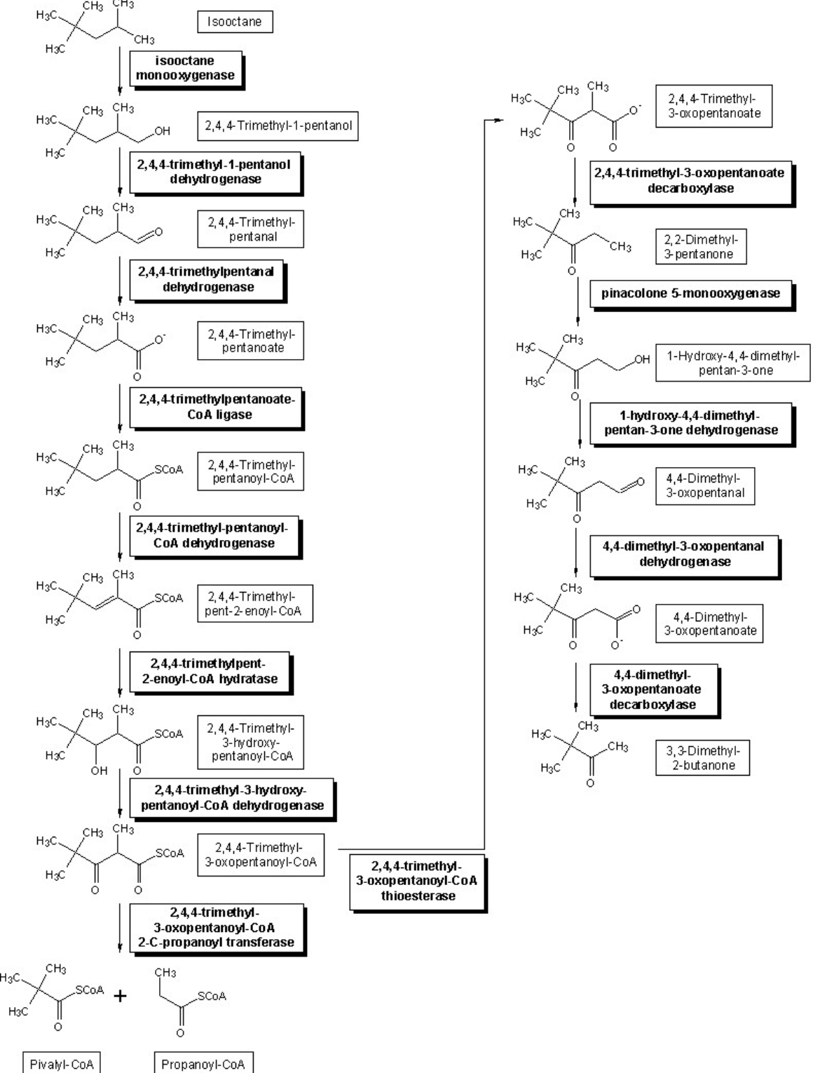 Solved "Desde una perspectiva más amplia, este tipo de | Chegg.com