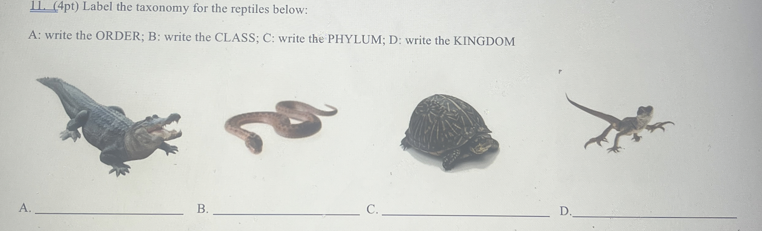 Solved (4pt) ﻿Label the taxonomy for the reptiles below:A: | Chegg.com