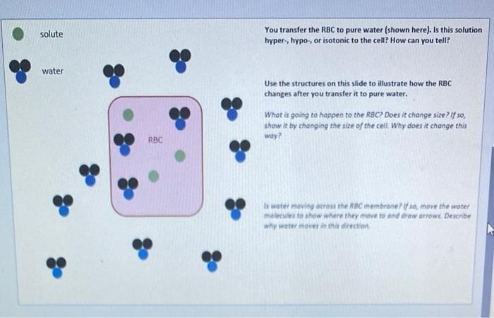 Solved solute You transfer the RBC to pure water (shown | Chegg.com