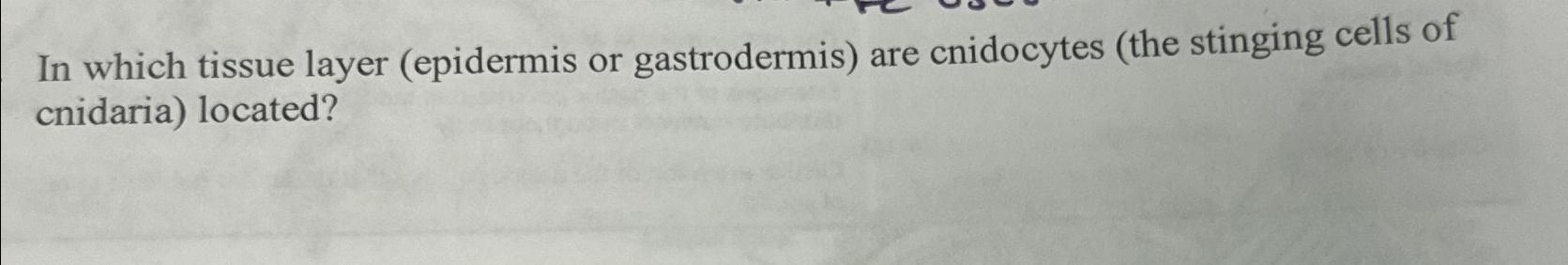 Solved In which tissue layer (epidermis or gastrodermis) | Chegg.com