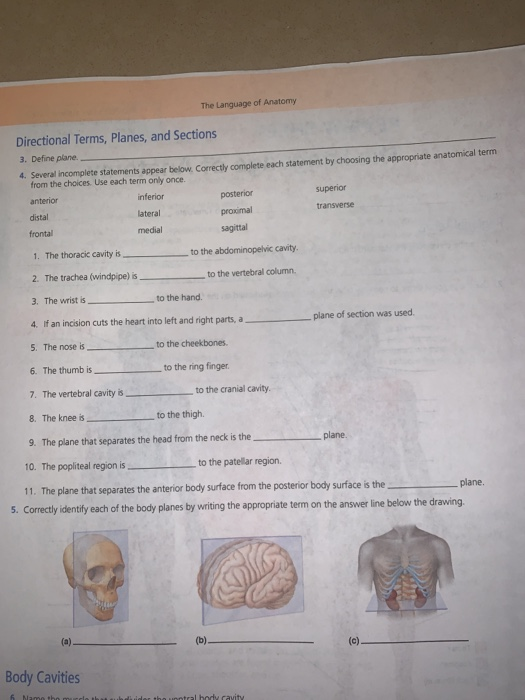 Solved The Language of Anatomy Directional Terms, Planes, | Chegg.com