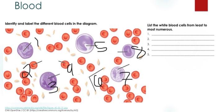 Identify and label the different blood cells in the | Chegg.com