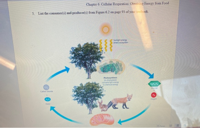 Solved Chapter 6: Cellular Respiration: Obtaining Energy | Chegg.com
