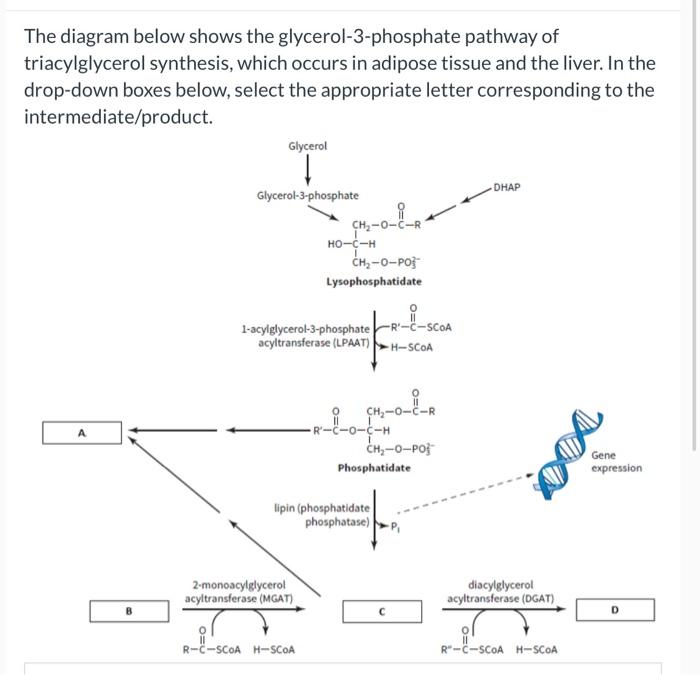 Triacylglycerol Synthesis