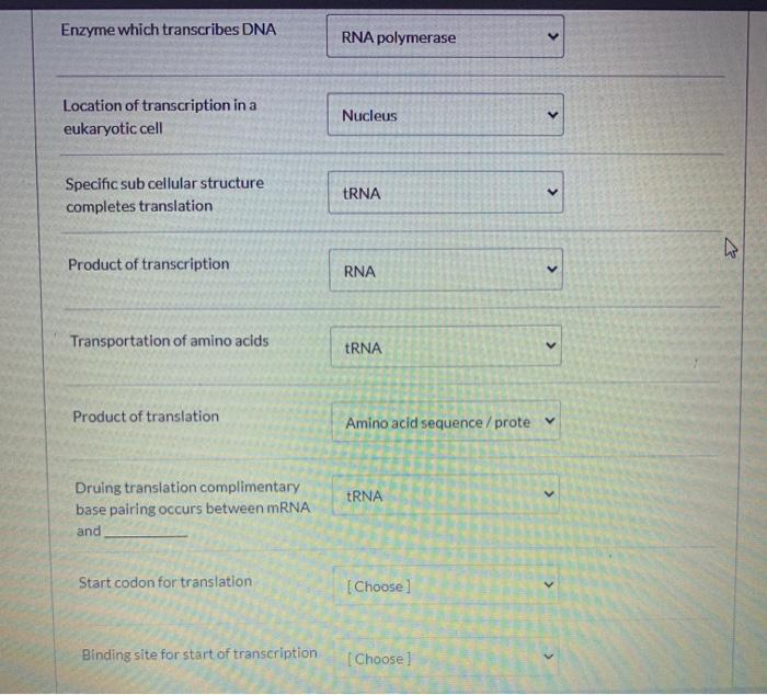 Solved Enzyme which transcribes DNA RNA polymerase Location | Chegg.com