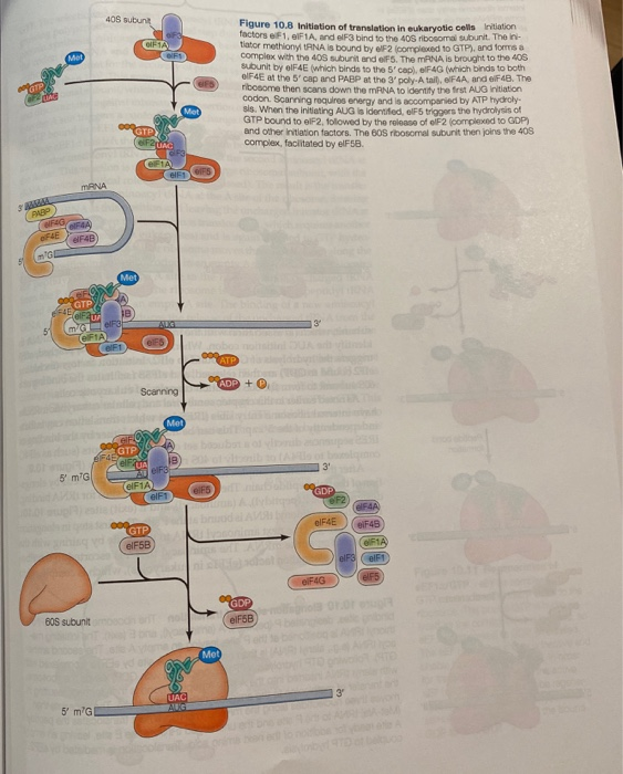 Solved 9. How does initiation of translation in eukaryotes | Chegg.com