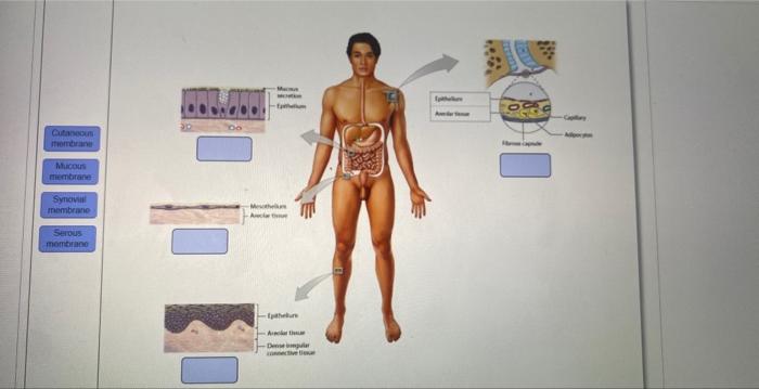 Art-labeling Activity: Membranes | Chegg.com
