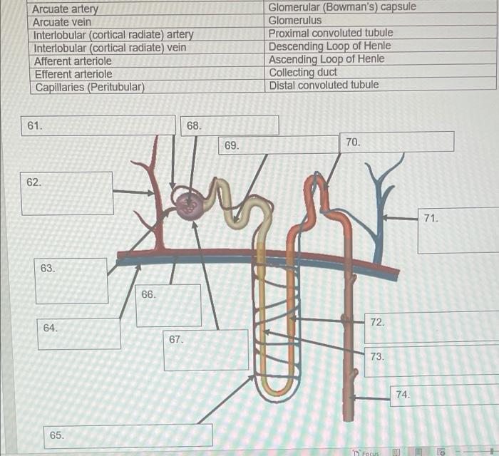 Solved Arcuate artery Arcuate vein Interlobular (cortical | Chegg.com