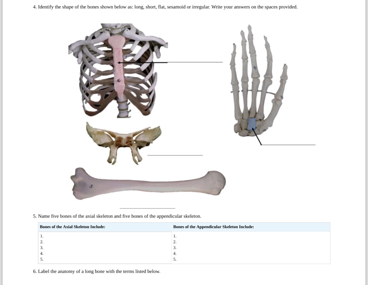 Solved Identify the shape of the bones shown below as: long, | Chegg.com