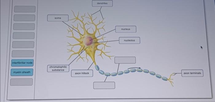 Solved dendrites soma nucleus nucleolus Interlibrillar node | Chegg.com