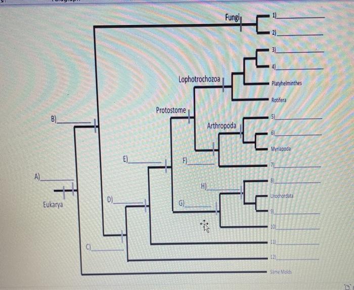 10.) Fill in this phylogenetic tree to reflect our | Chegg.com
