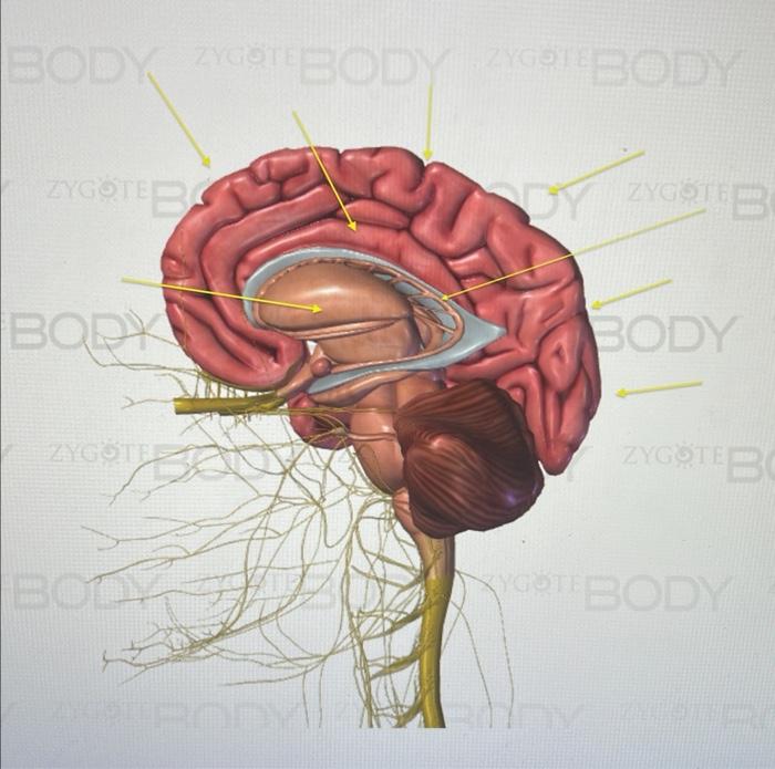 Solved please write down the name of the anatomical | Chegg.com Solved please write down the name of the anatomical | Chegg.com