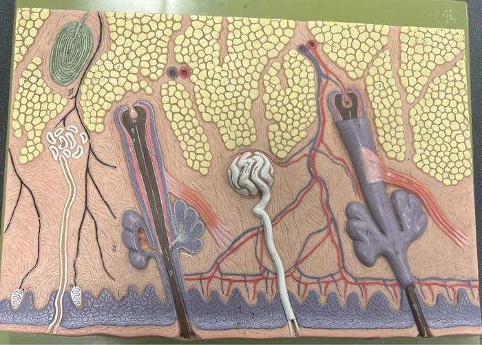 Solved label | Chegg.com