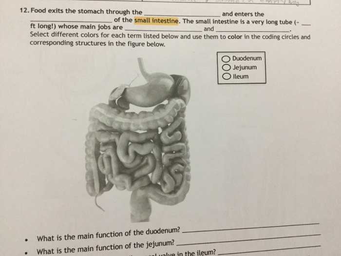 Solved --- and 12. Food exits the stomach through the and | Chegg.com
