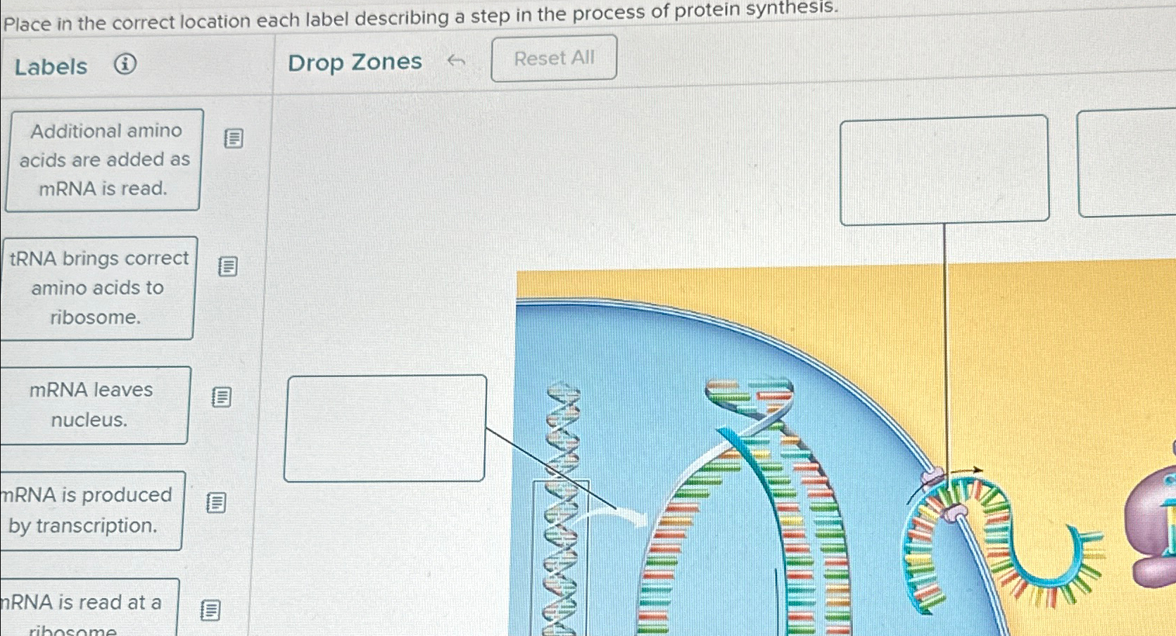 Solved Place in the correct location each label describing a | Chegg.com