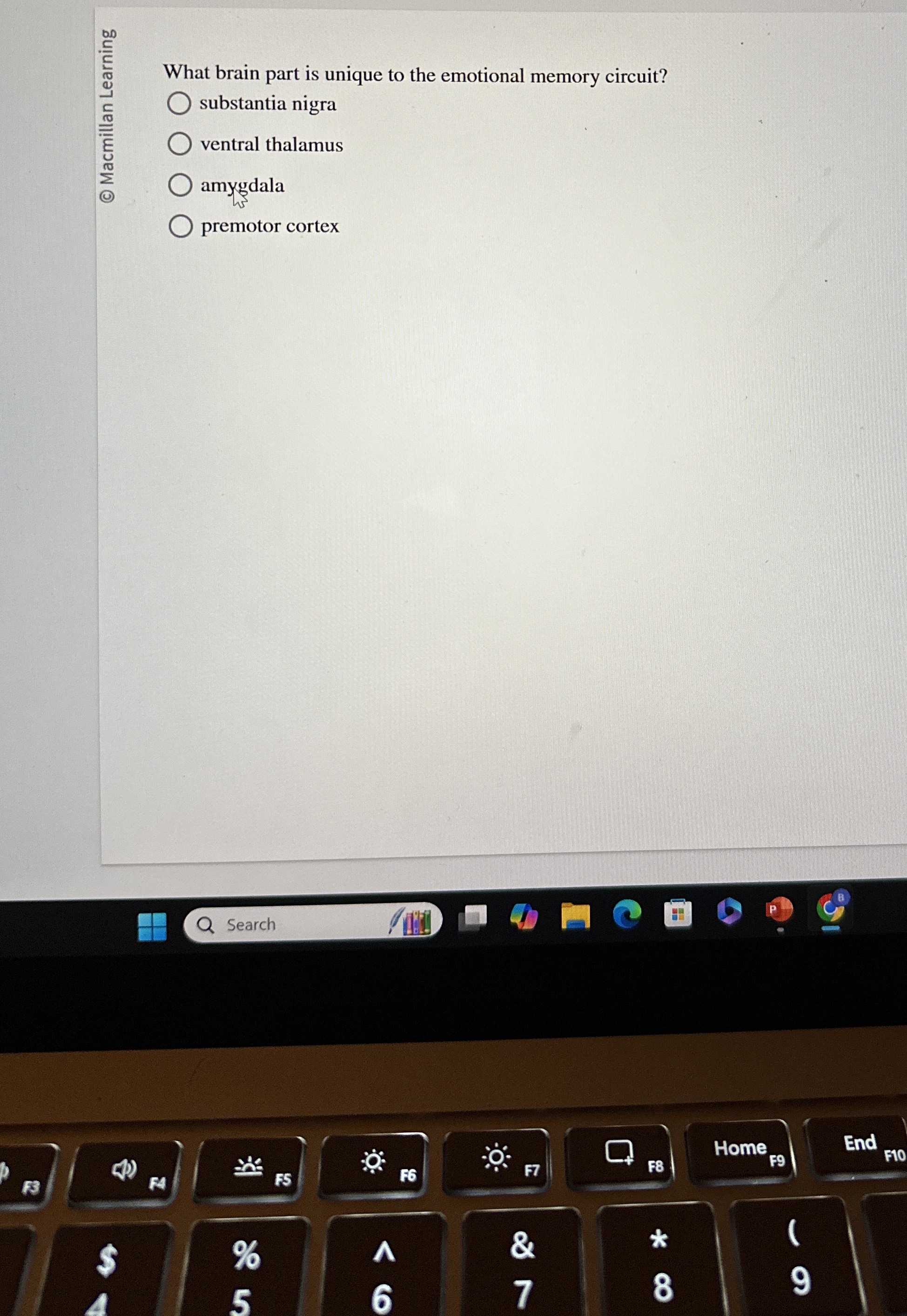 Solved What brain part is unique to the emotional memory | Chegg.com