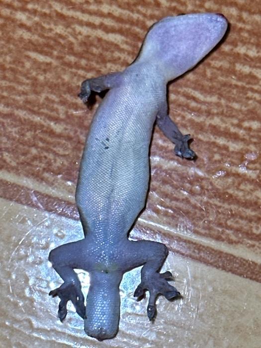 Solved Is this a female or male house lizard? | Chegg.com