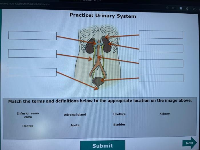 Solved Practice: Urinary System Match the terms and | Chegg.com