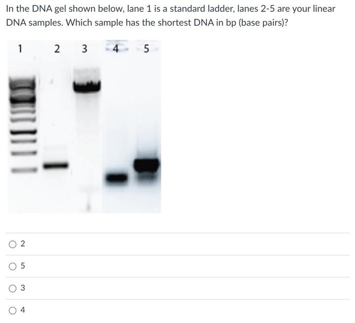 Solved In the DNA gel shown below, lane 1 is a standard | Chegg.com
