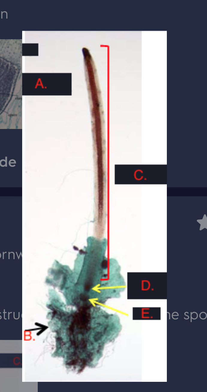 Solved For hornworts label the spores, cylindrical rod, | Chegg.com