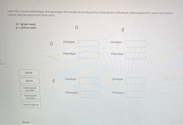 Solved Label the correct phenotype and genotype that would | Chegg.com Solved Label the correct phenotype and genotype that would | Chegg.com