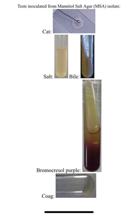 Tests inoculated from Mannitol Salt Agar (MSA) | Chegg.com