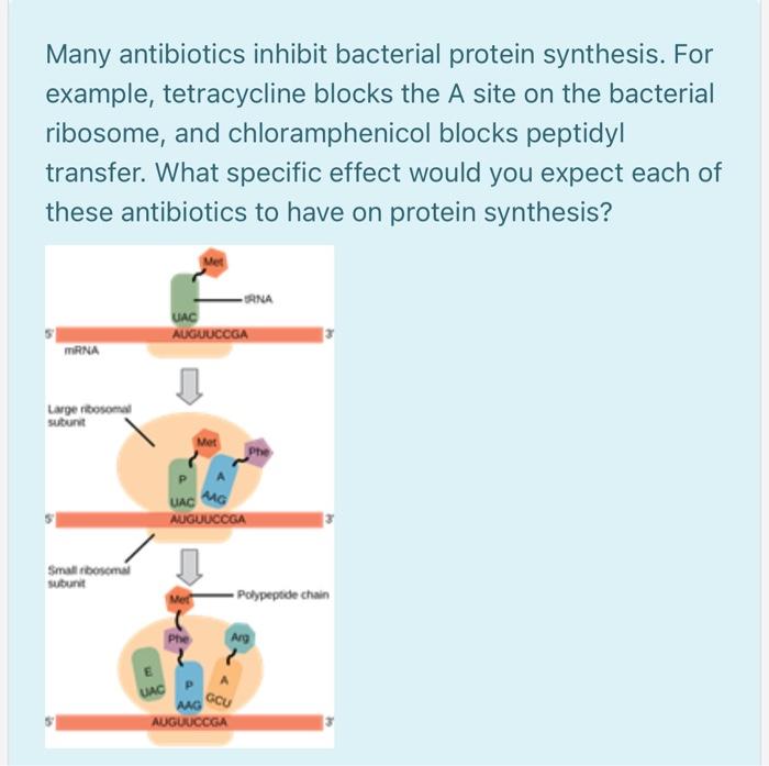 Solved Many antibiotics inhibit bacterial protein synthesis. | Chegg.com
