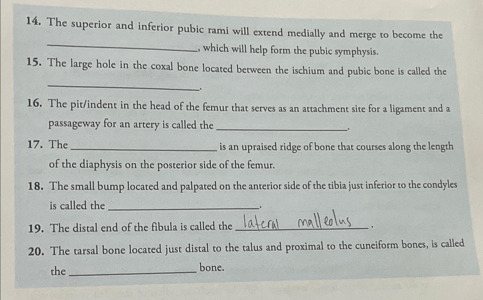 Solved The superior and inferior pubic rami will extend | Chegg.com