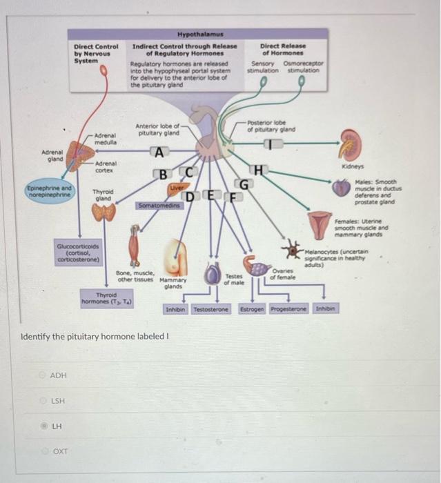 Solved Identify the anatomical feature of the frontal | Chegg.com