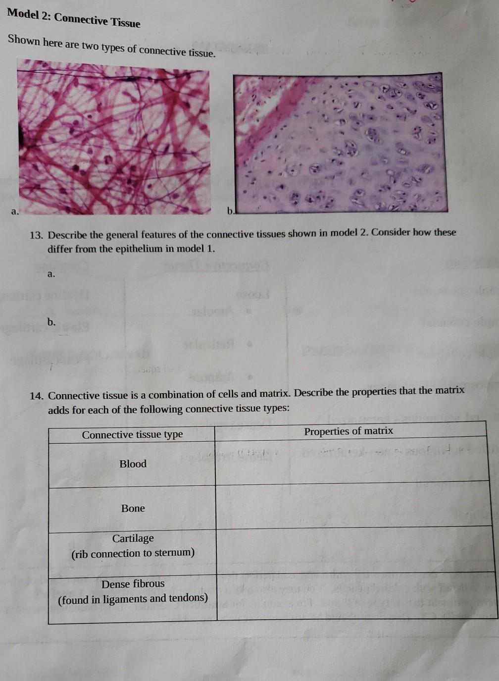Solved MODEL 1: Epithelial Tissue Types of Epithelium Simple | Chegg.com