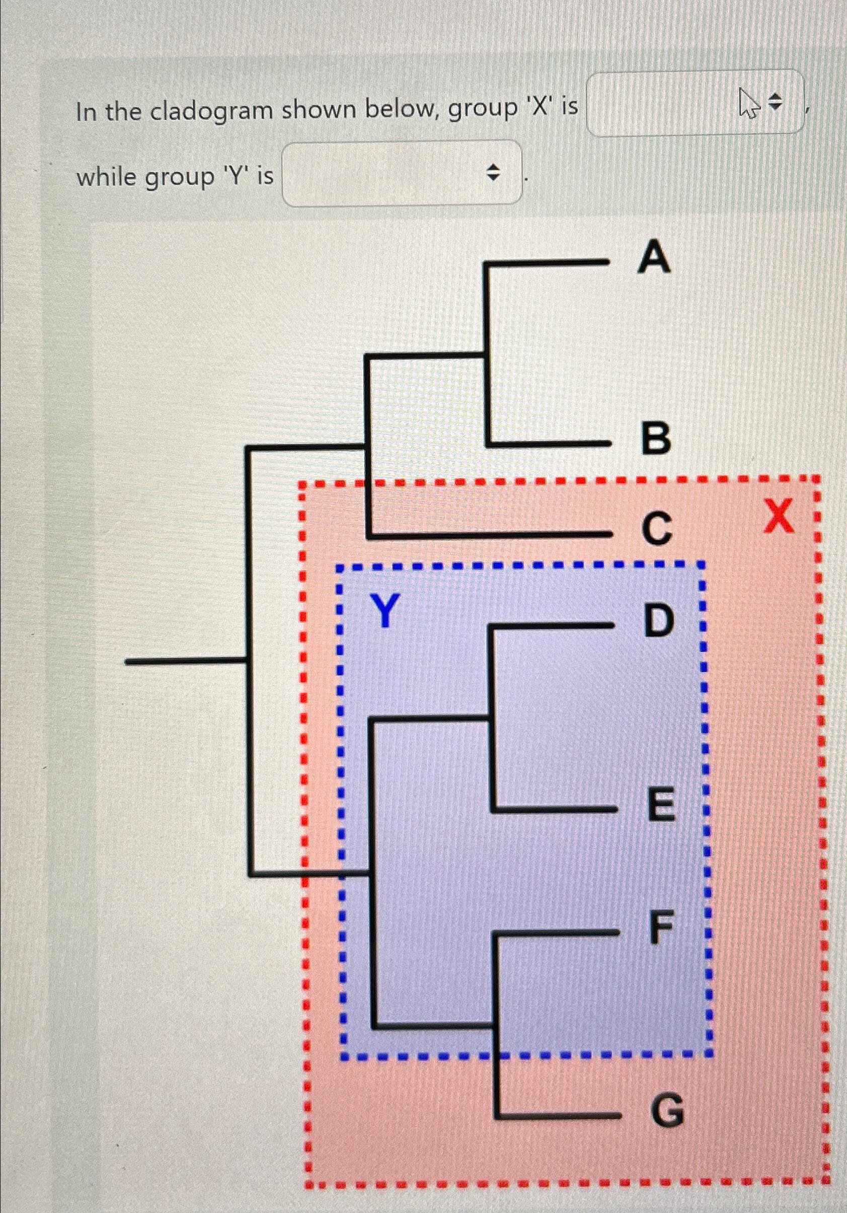 Solved In the cladogram shown below, group ' x ' ﻿is while | Chegg.com