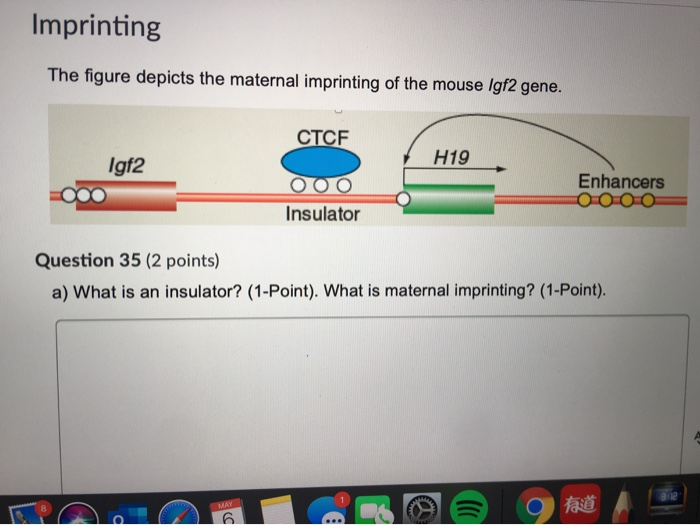 Solved Imprinting The figure depicts the maternal imprinting | Chegg.com