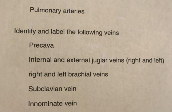 Solved Label the following arteries Aortic arch | Chegg.com