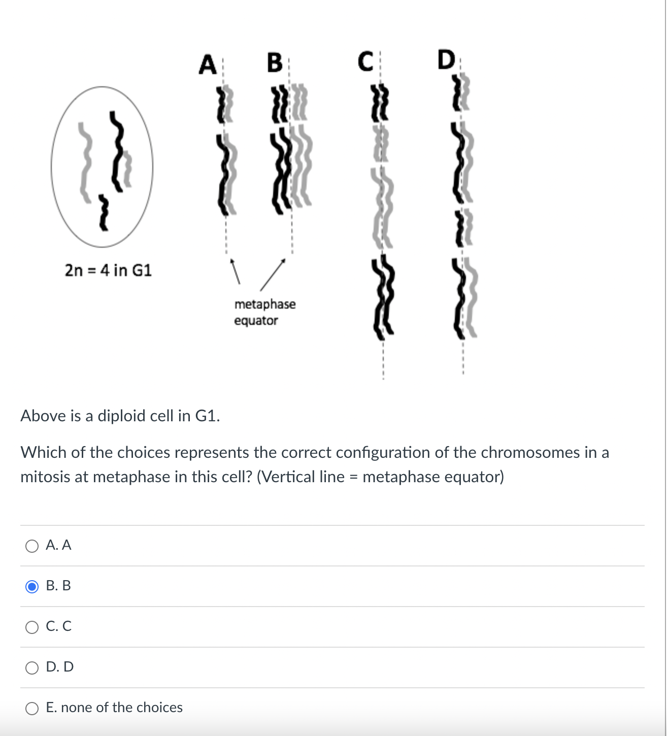 Solved 2n=4 ﻿in G1AmetaphaseequatorD{Above is a diploid cell | Chegg.com